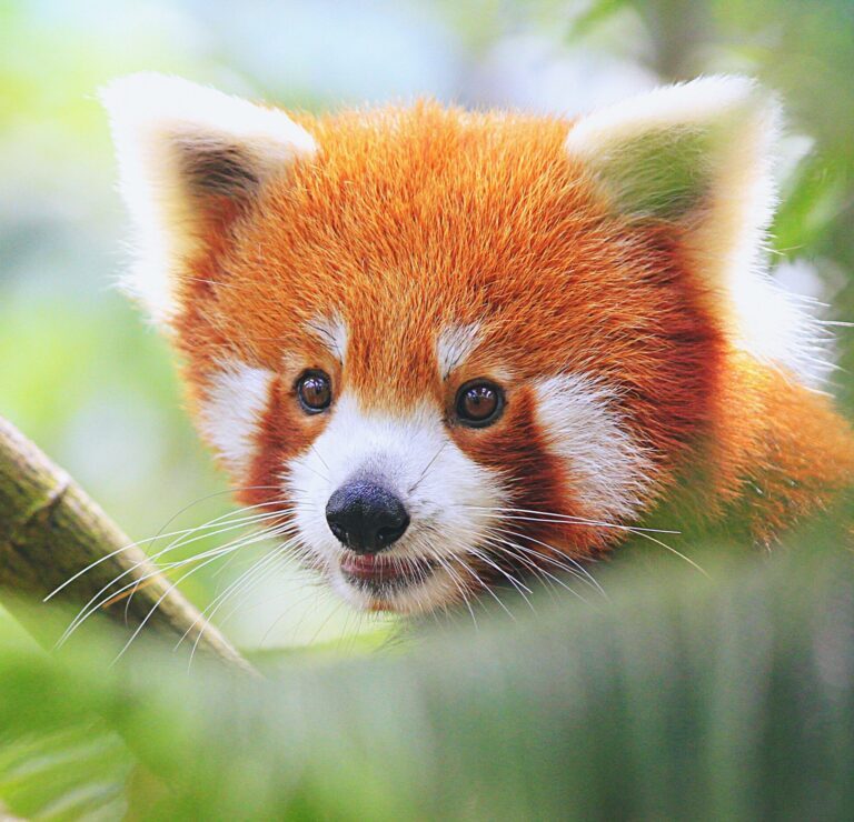 Red Panda - SAFE Worldwide