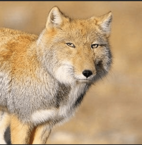 Tibetan Fox - SAFE Worldwide
